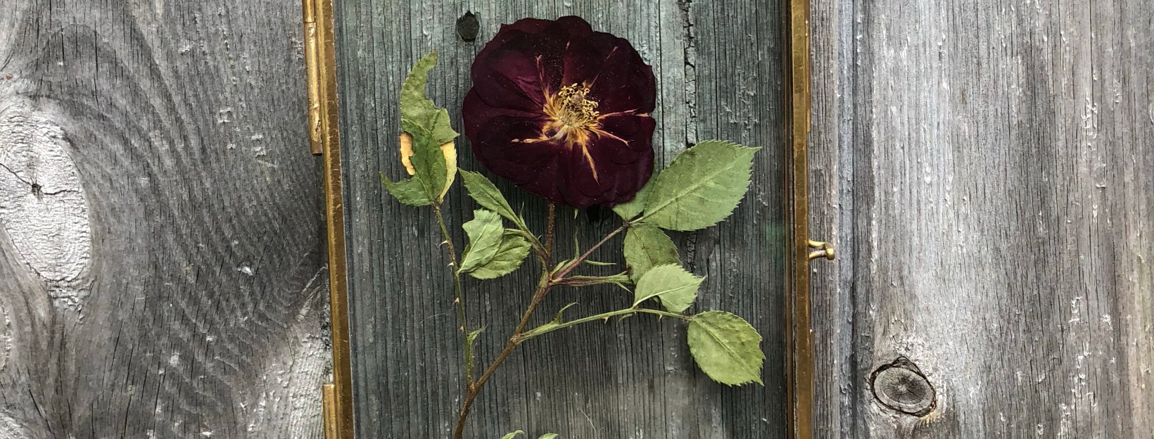 Dried Flower Frame Tutorial – I Heart Maggie