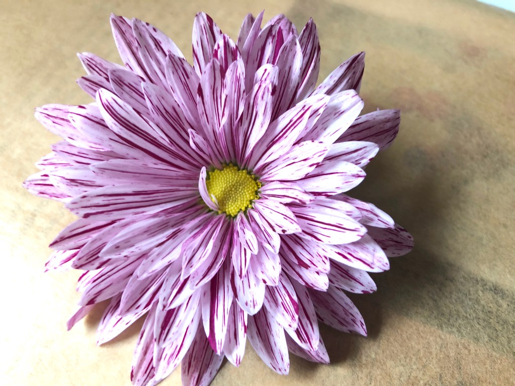 Dried Flower Frame Tutorial – I Heart Maggie